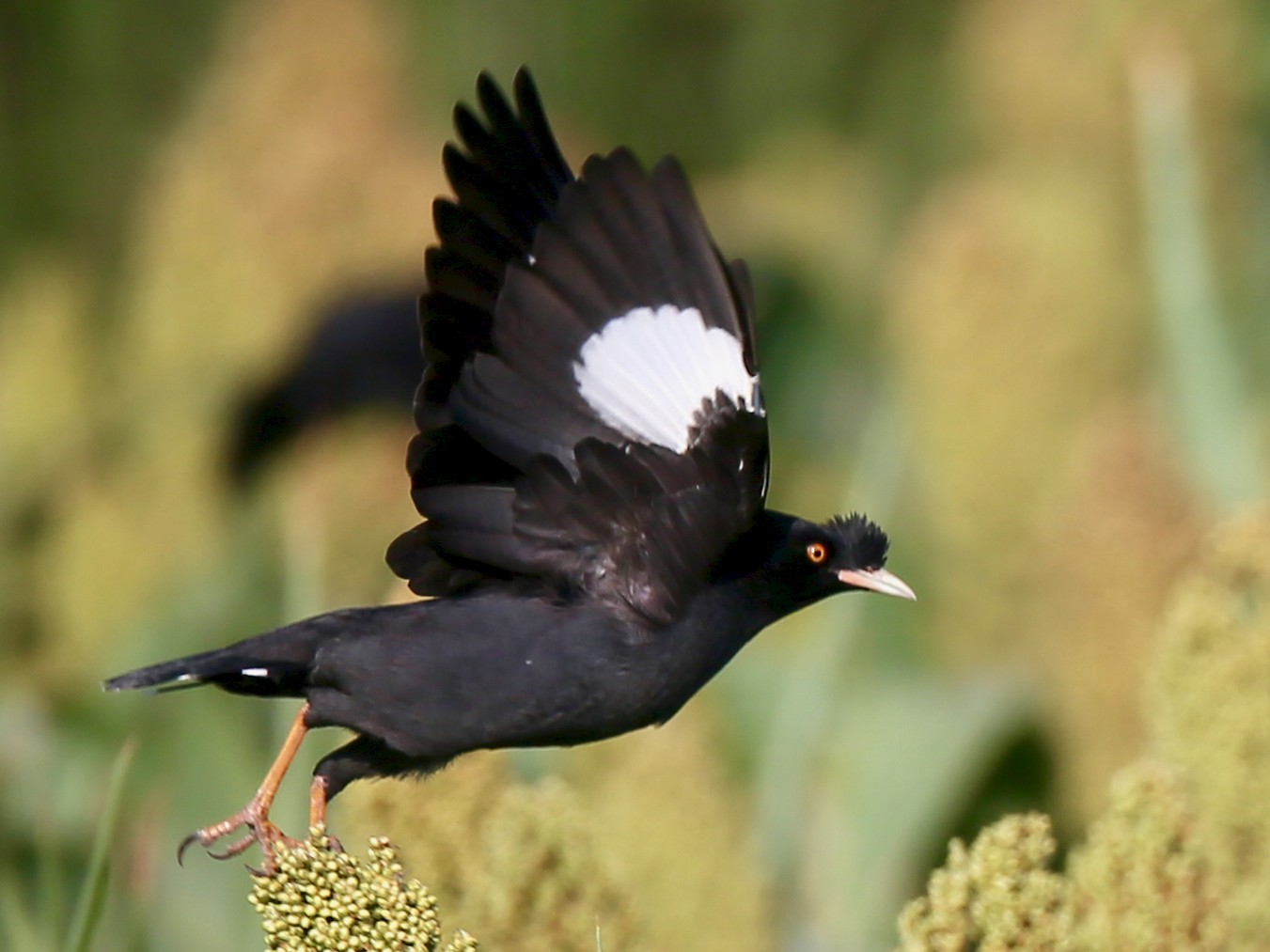 Crested Myna - eBird
