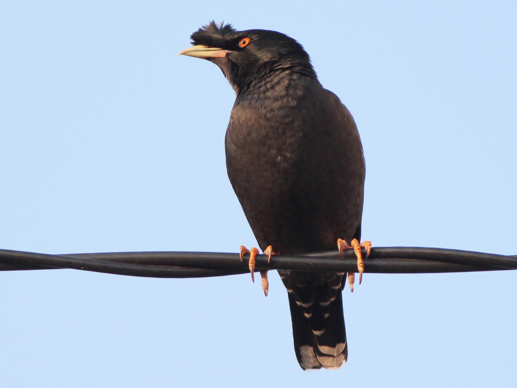 Crested Myna - eBird