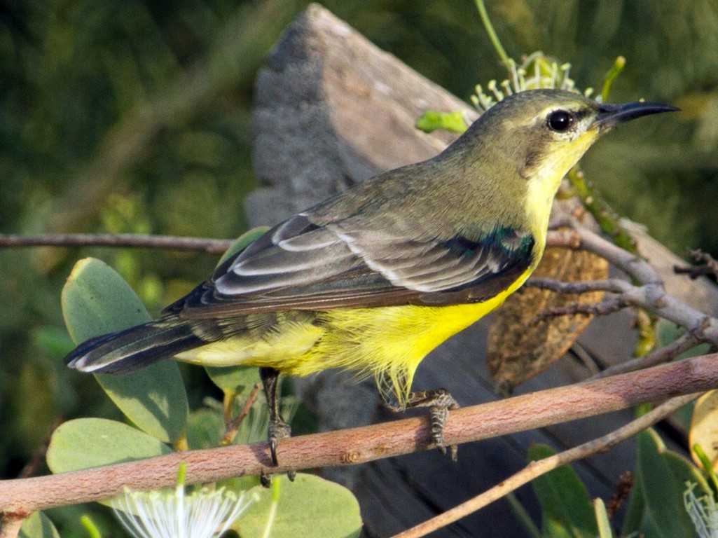 Nile Valley Sunbird - eBird