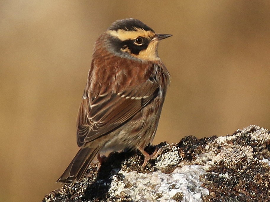 Siberian Accentor - Prunella montanella - Birds of the World