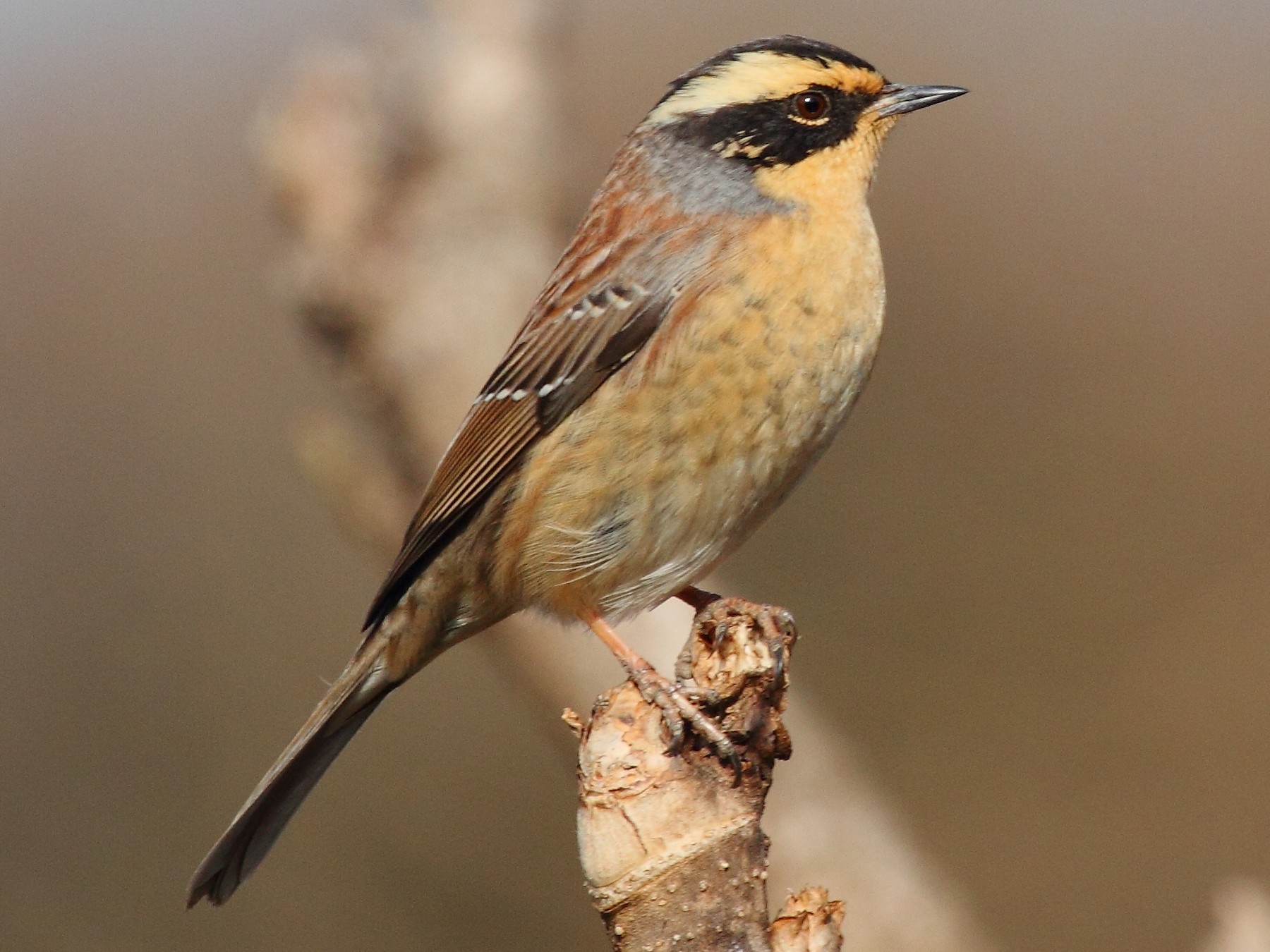 Siberian Accentor - eBird