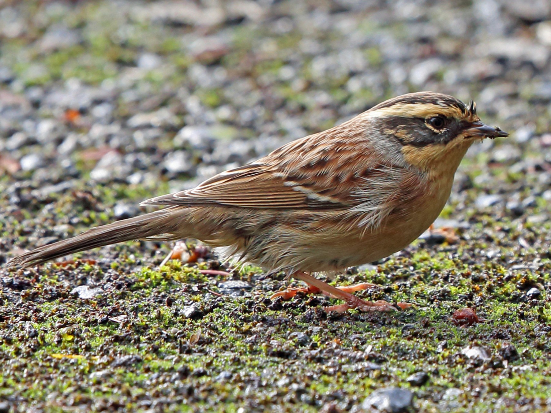Siberian Accentor - eBird