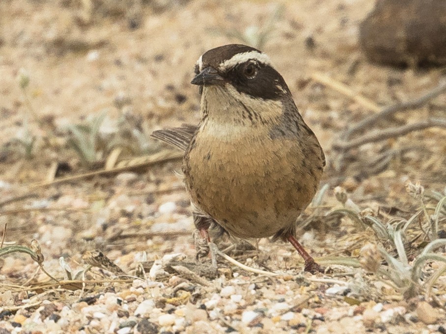 Radde's Accentor - eBird