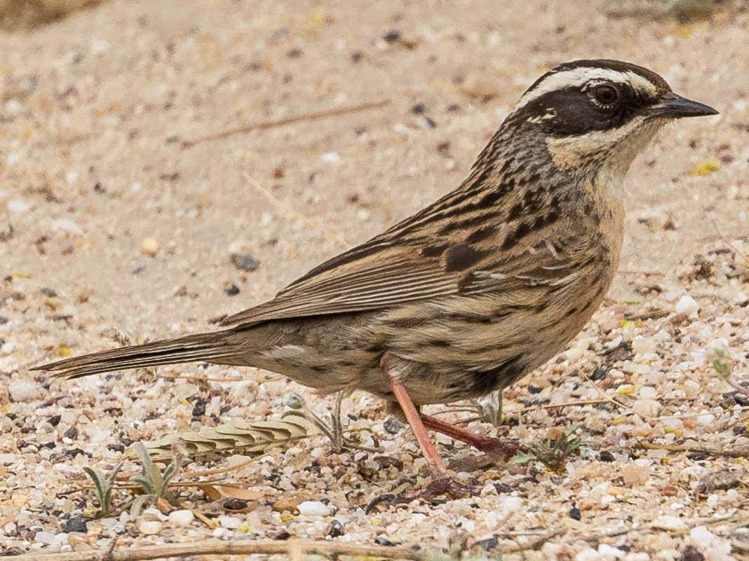 Radde's Accentor - eBird