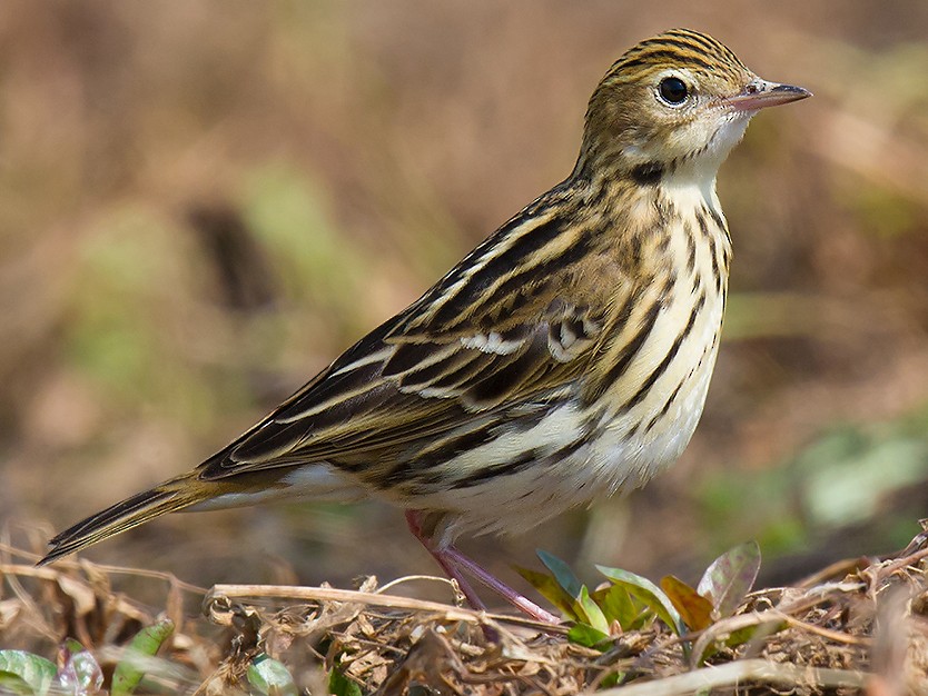 Pechora Pipit - eBird