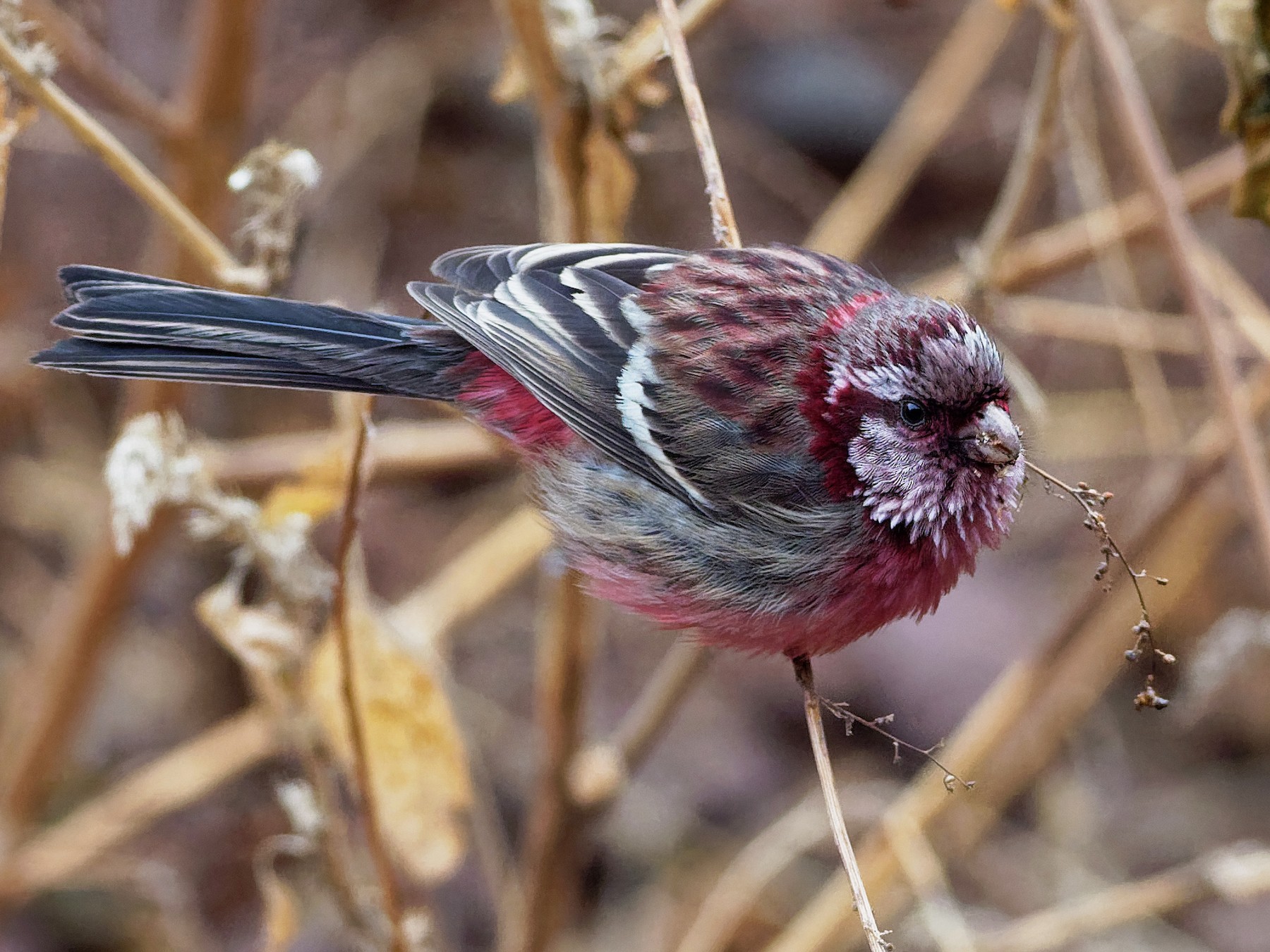Long-tailed Rosefinch - eBird