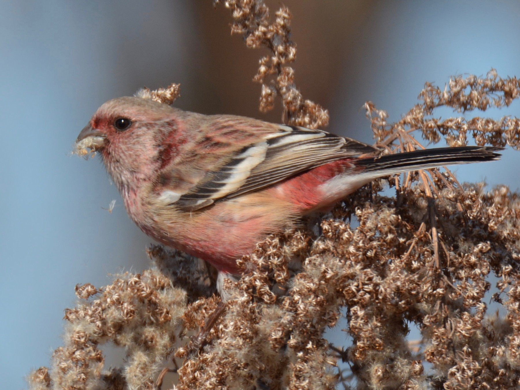 Long-tailed Rosefinch - eBird