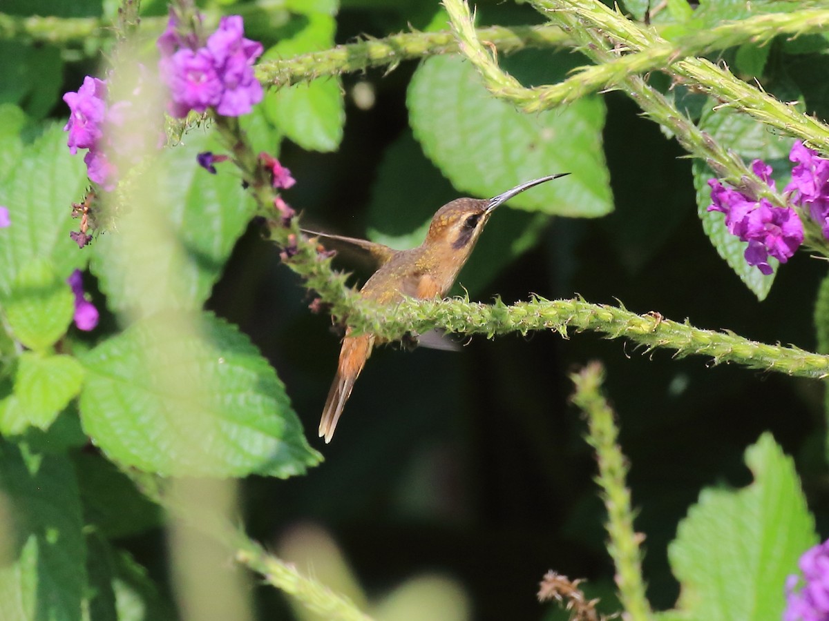 eBird Checklist - 20 Feb 2019 - Arenal Misticopark (Hanging Bridges ...