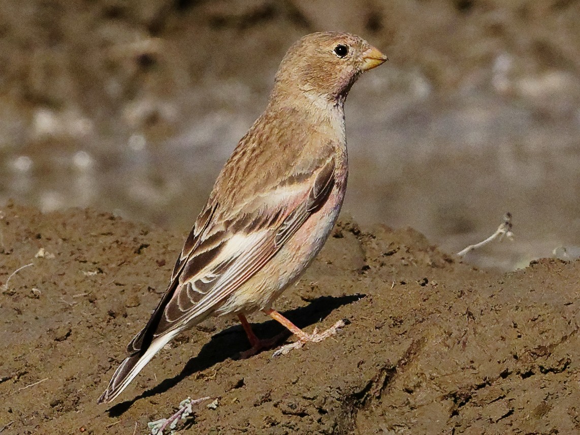Mongolian Finch - eBird