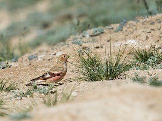 Mongolian Finch - eBird