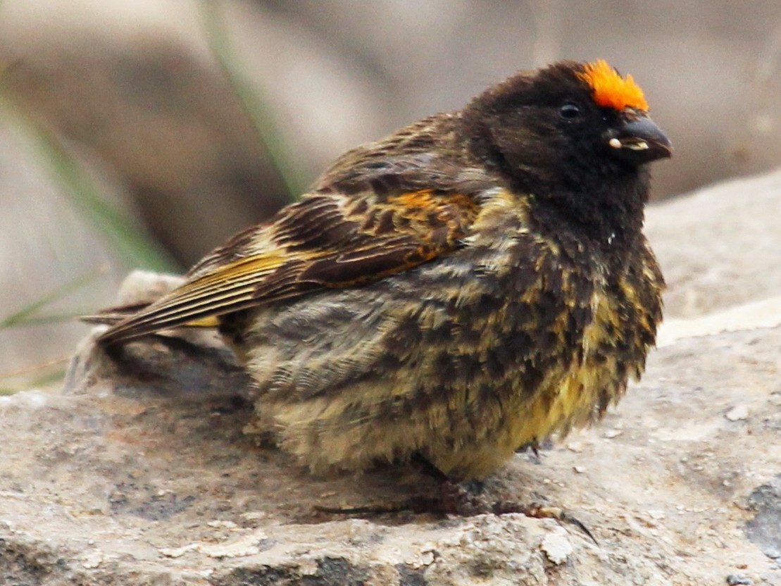 Red-fronted Serin - eBird