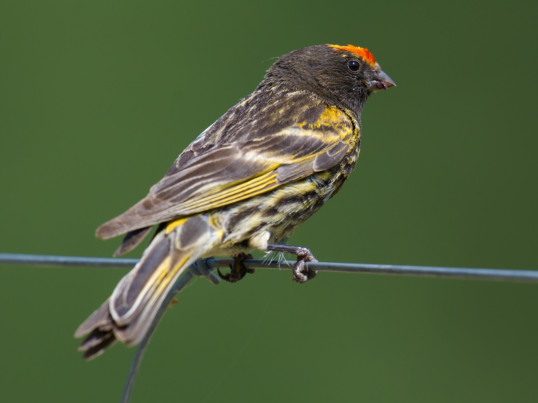 Fire-fronted Serin - eBird