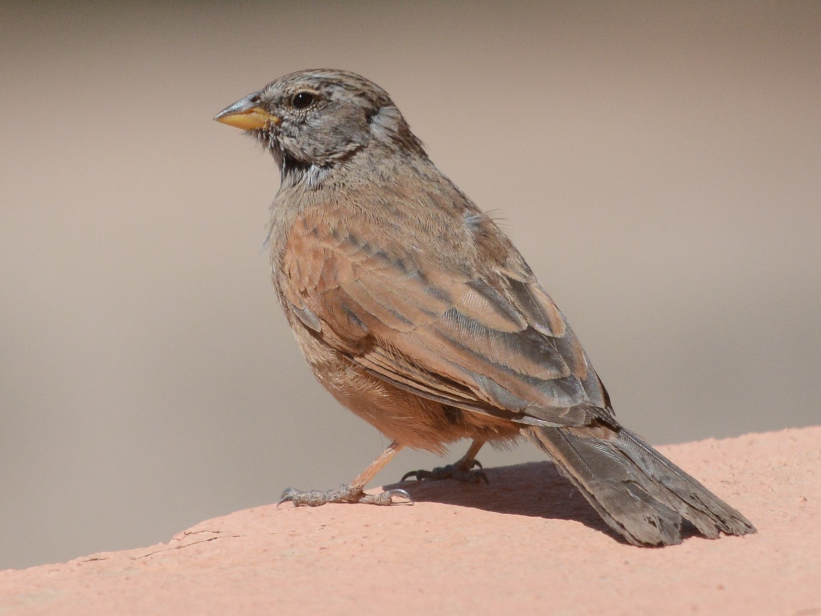 House Bunting - eBird