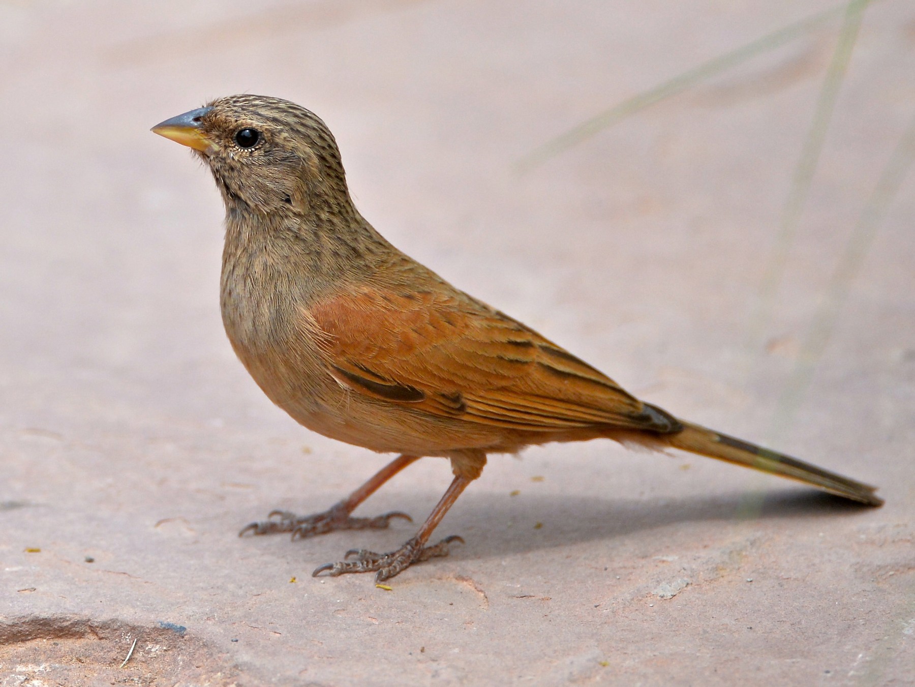 House Bunting - eBird