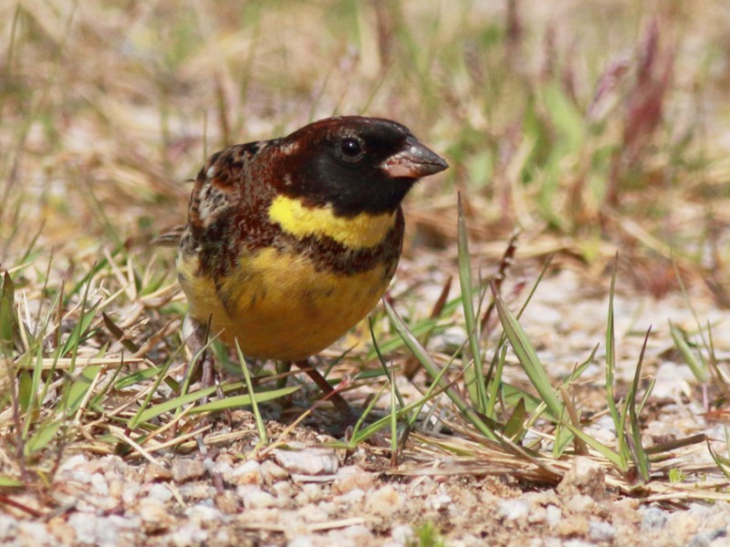 Yellow-breasted Bunting - eBird