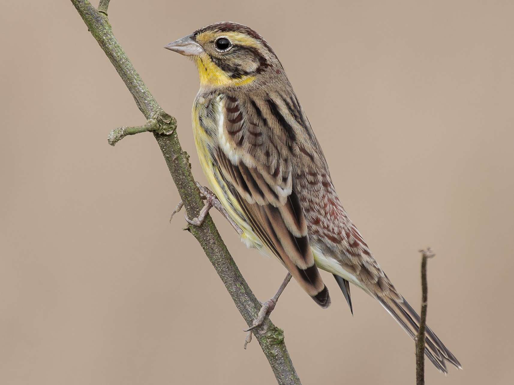 Yellow-breasted Bunting - eBird