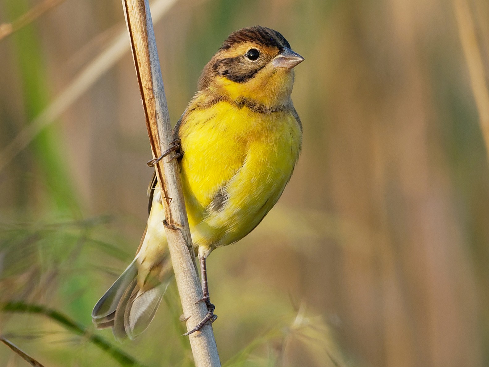 Yellow-breasted Bunting - eBird