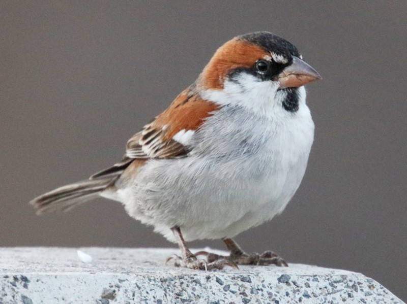 Kap Verde-spurv - eBird