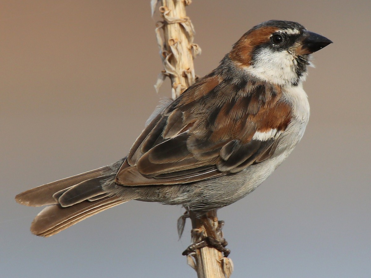 Cape Verde Sparrow - Passer iagoensis - Birds of the World