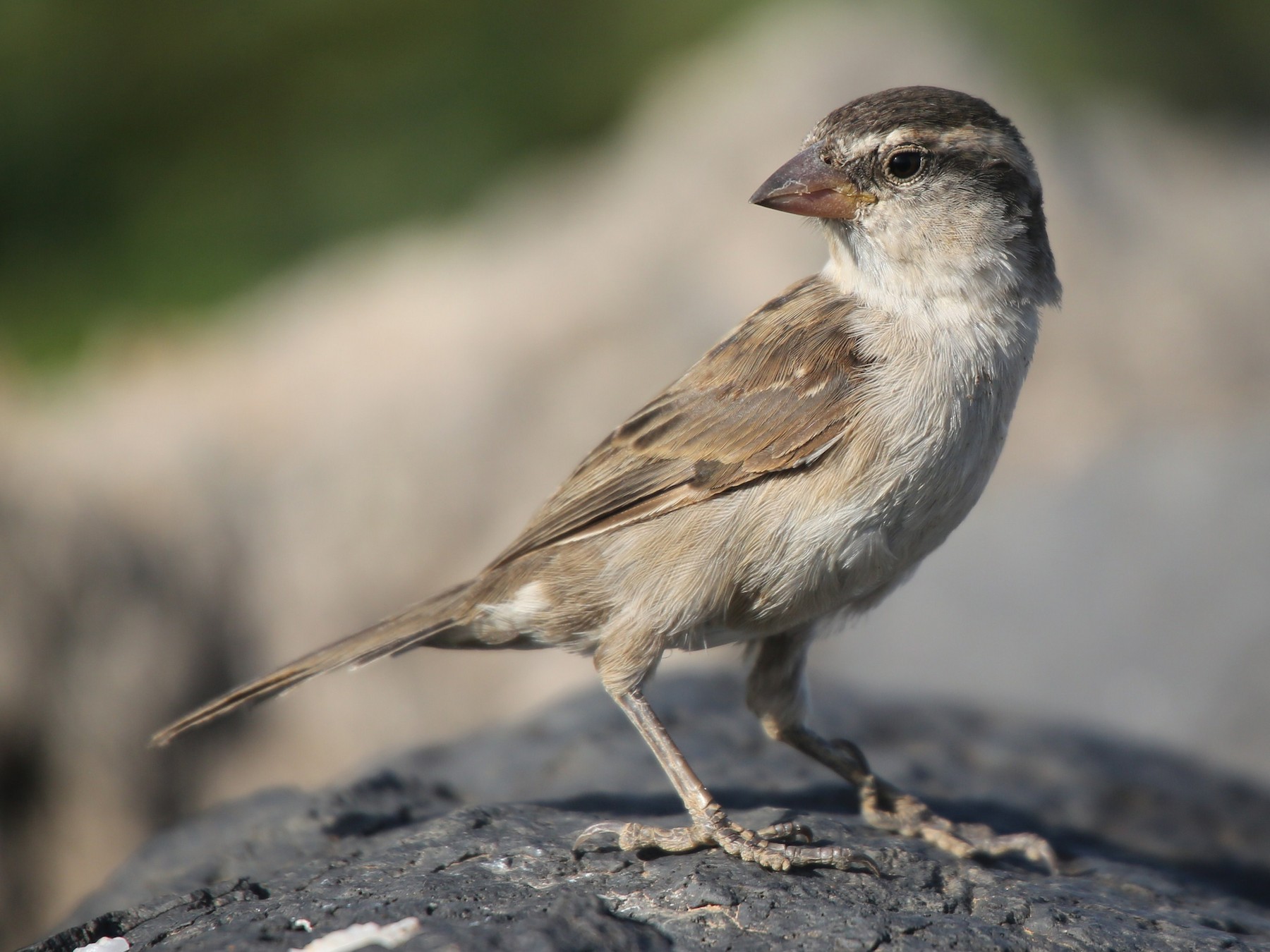 Cape Verde Sparrow - eBird