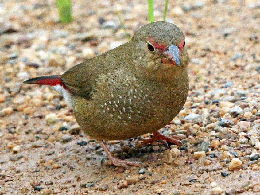 Red-billed Firefinch - eBird