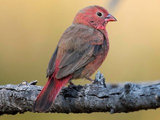 Red-billed Firefinch - eBird