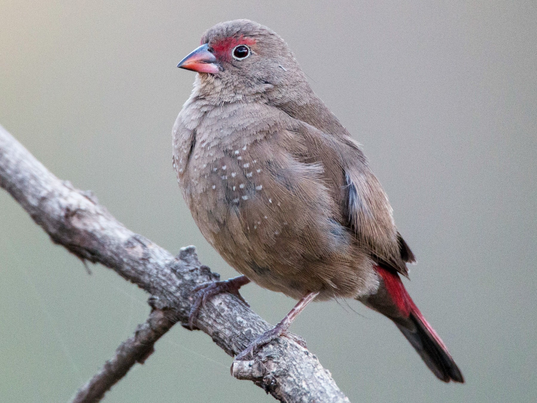 Red-billed Firefinch - eBird