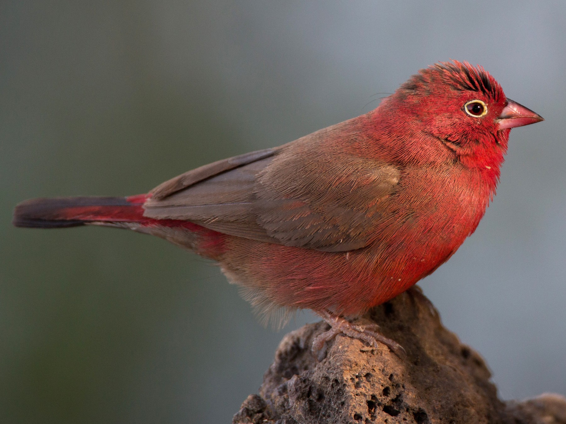 Red-billed Firefinch - eBird