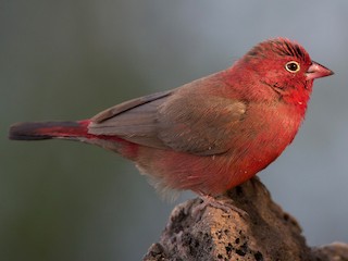 Red-billed Firefinch - eBird