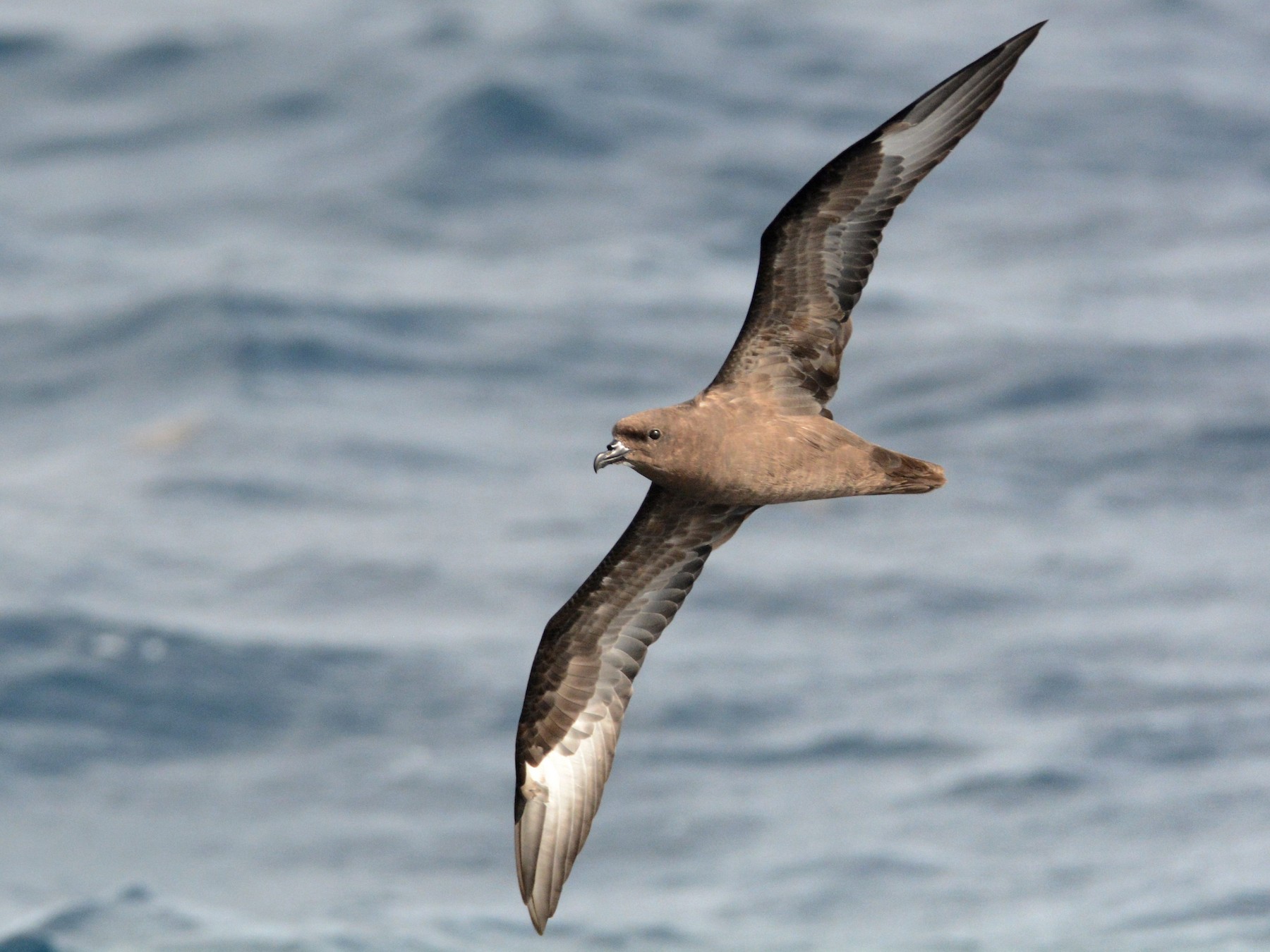 Trindade Petrel - eBird