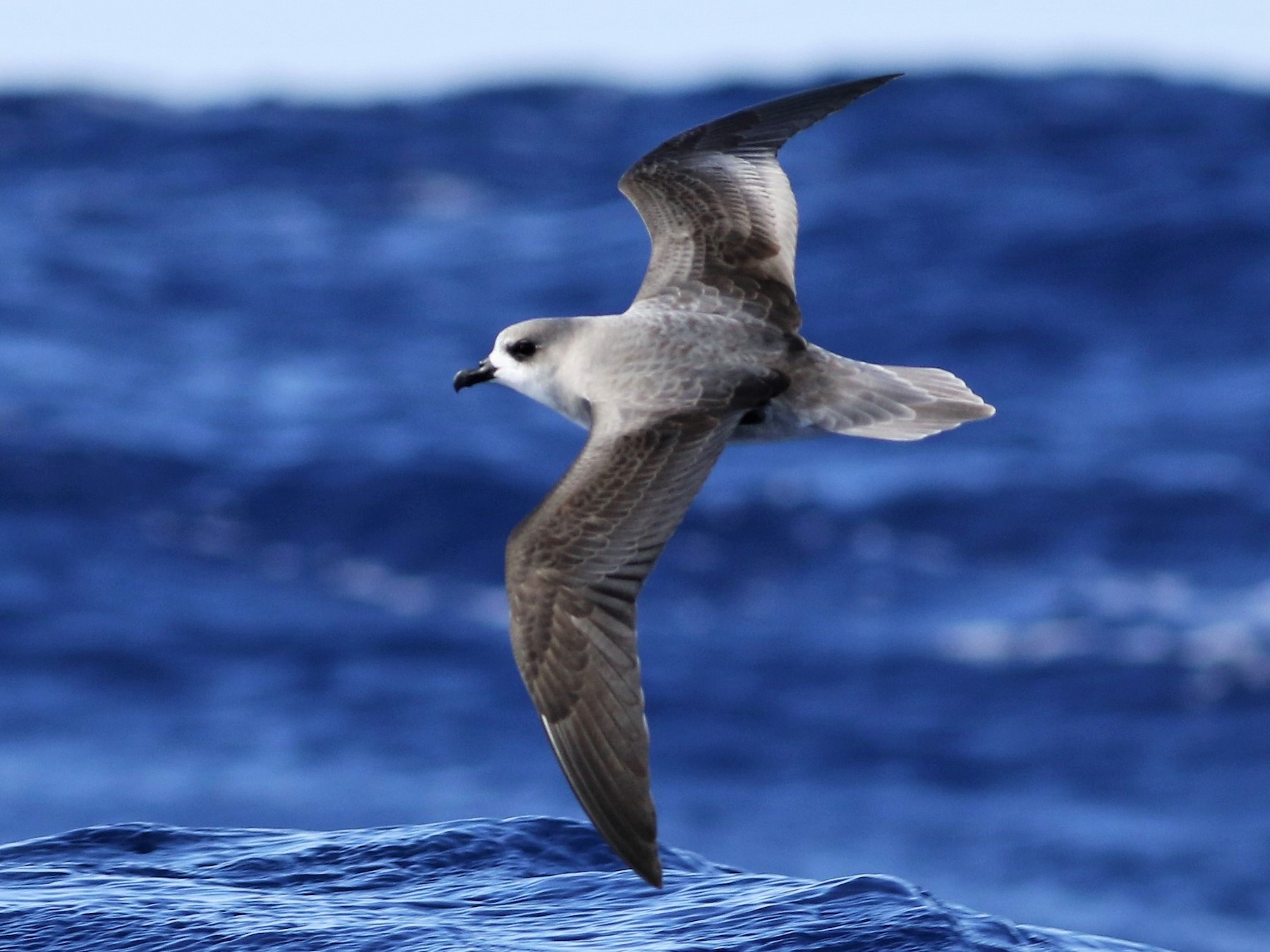 Zino's Petrel - eBird
