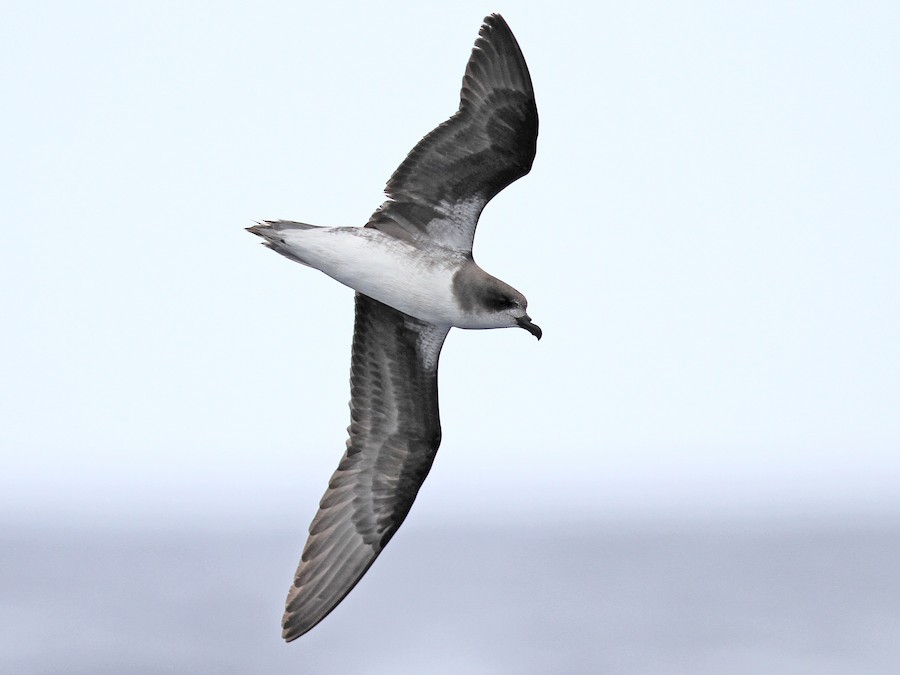 Zino's Petrel - eBird