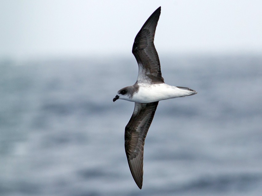 Fea's Petrel - eBird