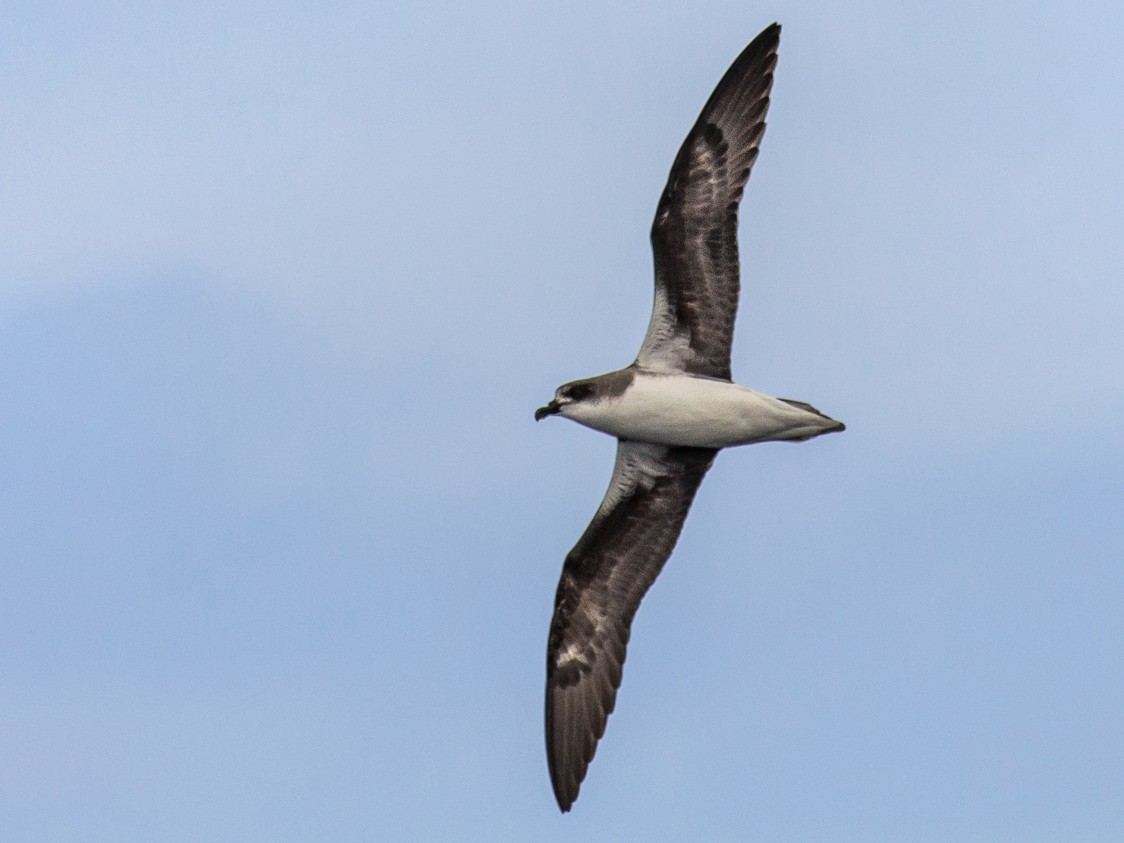 Fea's Petrel - eBird