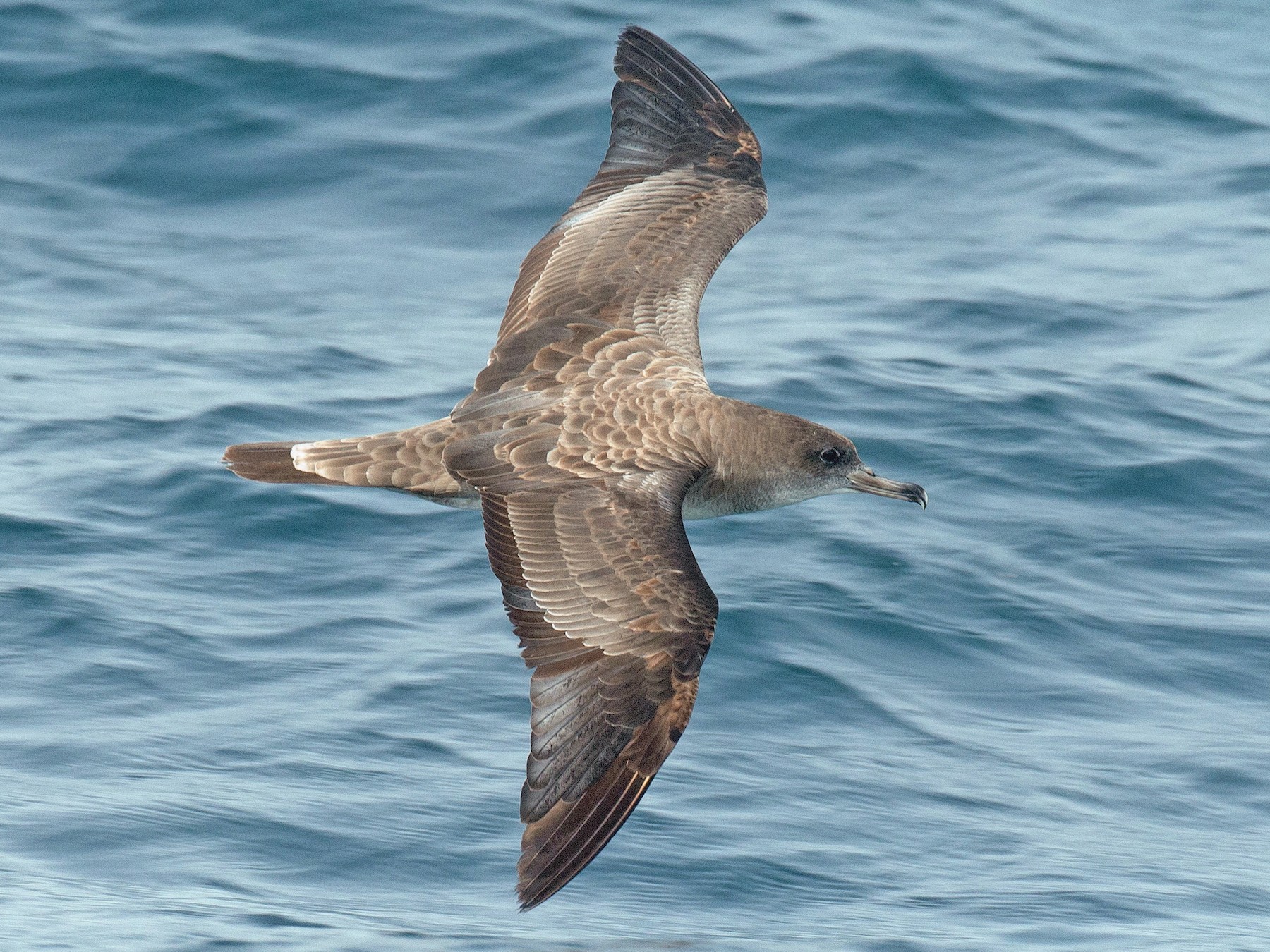 Cape Verde Shearwater - eBird