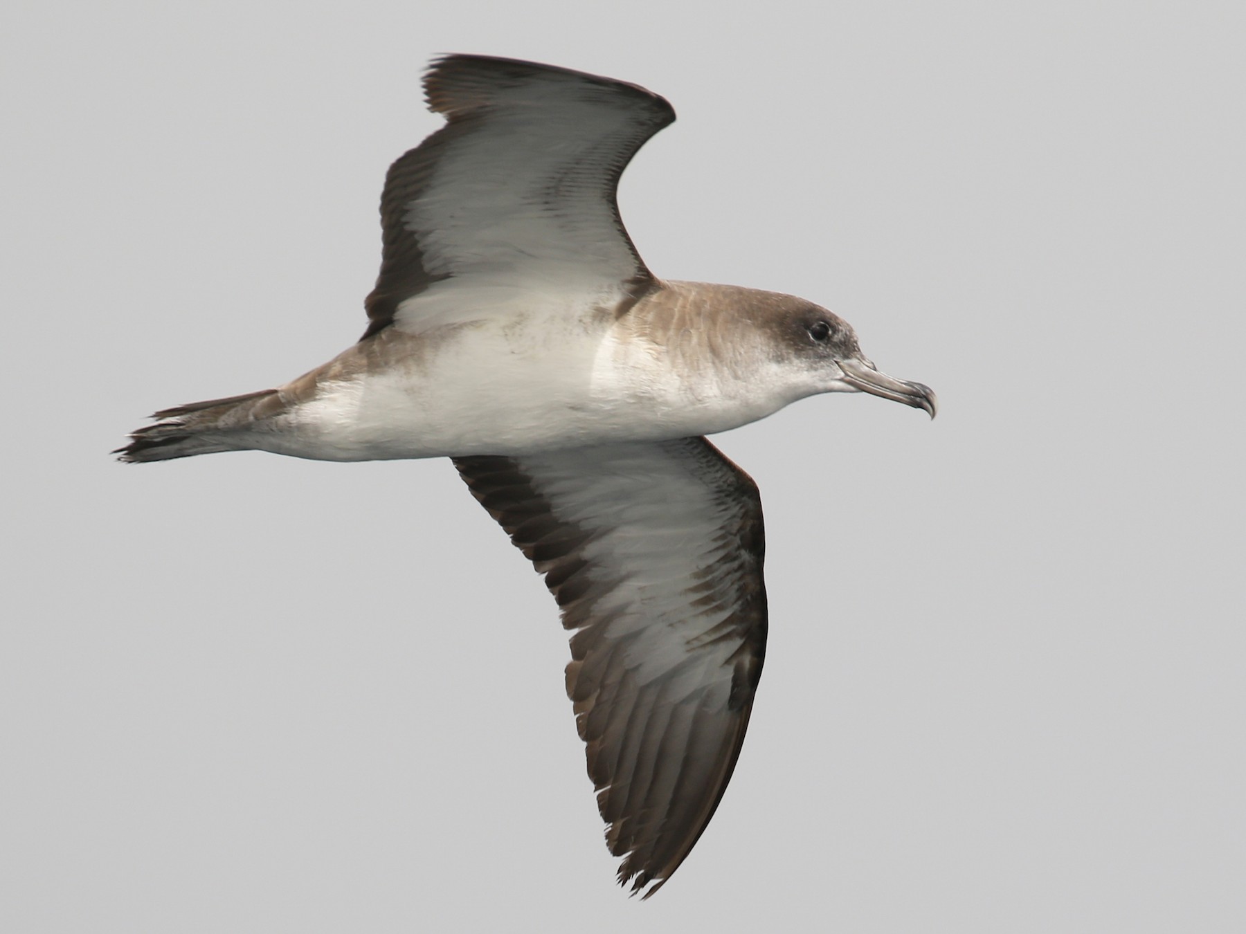 Cape Verde Shearwater - eBird
