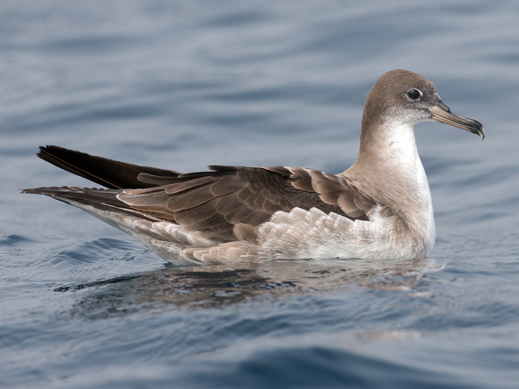 Cape Verde Shearwater - eBird