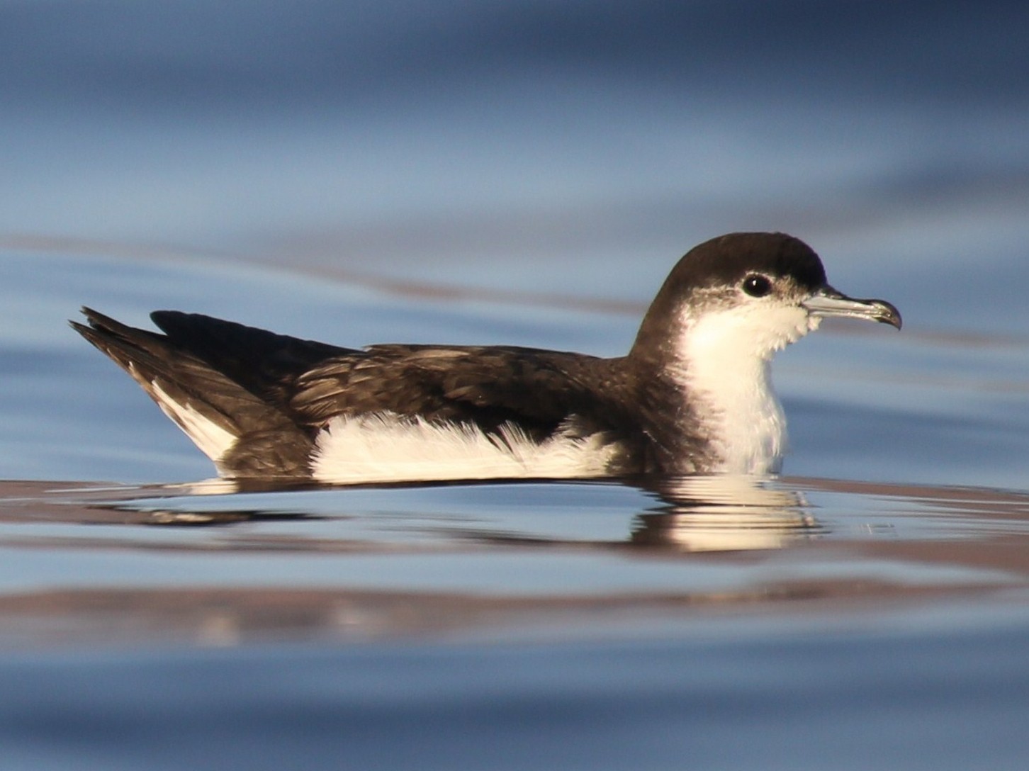 Pardela Chica de Cabo Verde - eBird