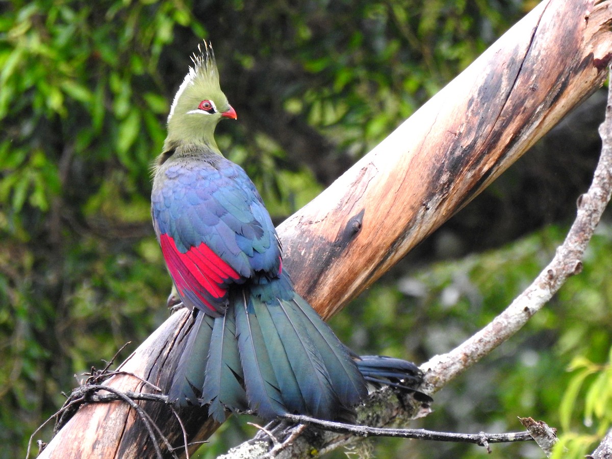 New Features in Birds of the World - April 2020 - Birds of the World