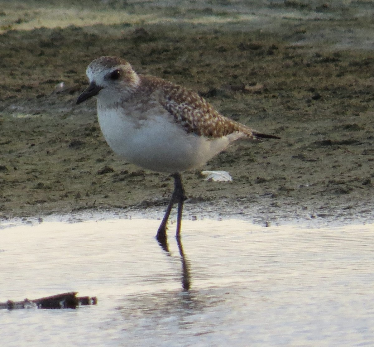 eBird Checklist - 6 Mar 2019 - Texas City Dike (UTC 074) - 18 species ...