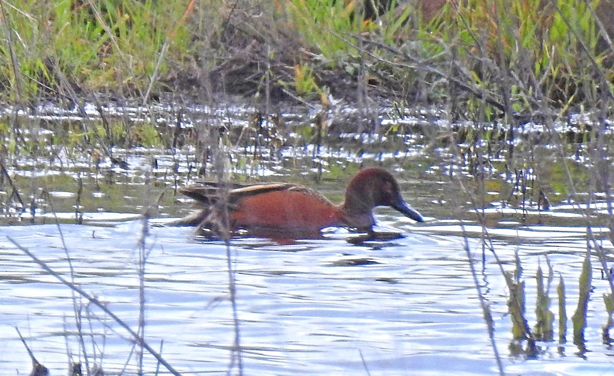 eBird Checklist - 9 Mar 2019 - Santa Rosa Plateau Ecological Reserve ...