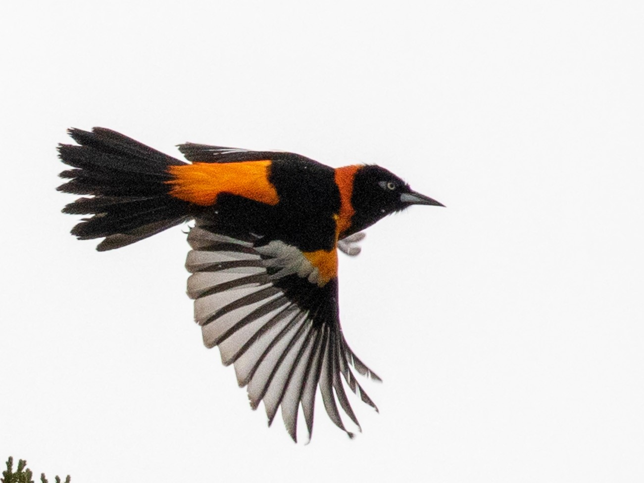 Venezuelan Troupial - eBird