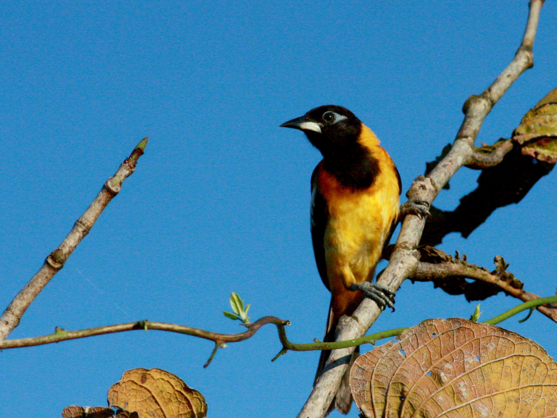 Venezuelan Troupial - eBird