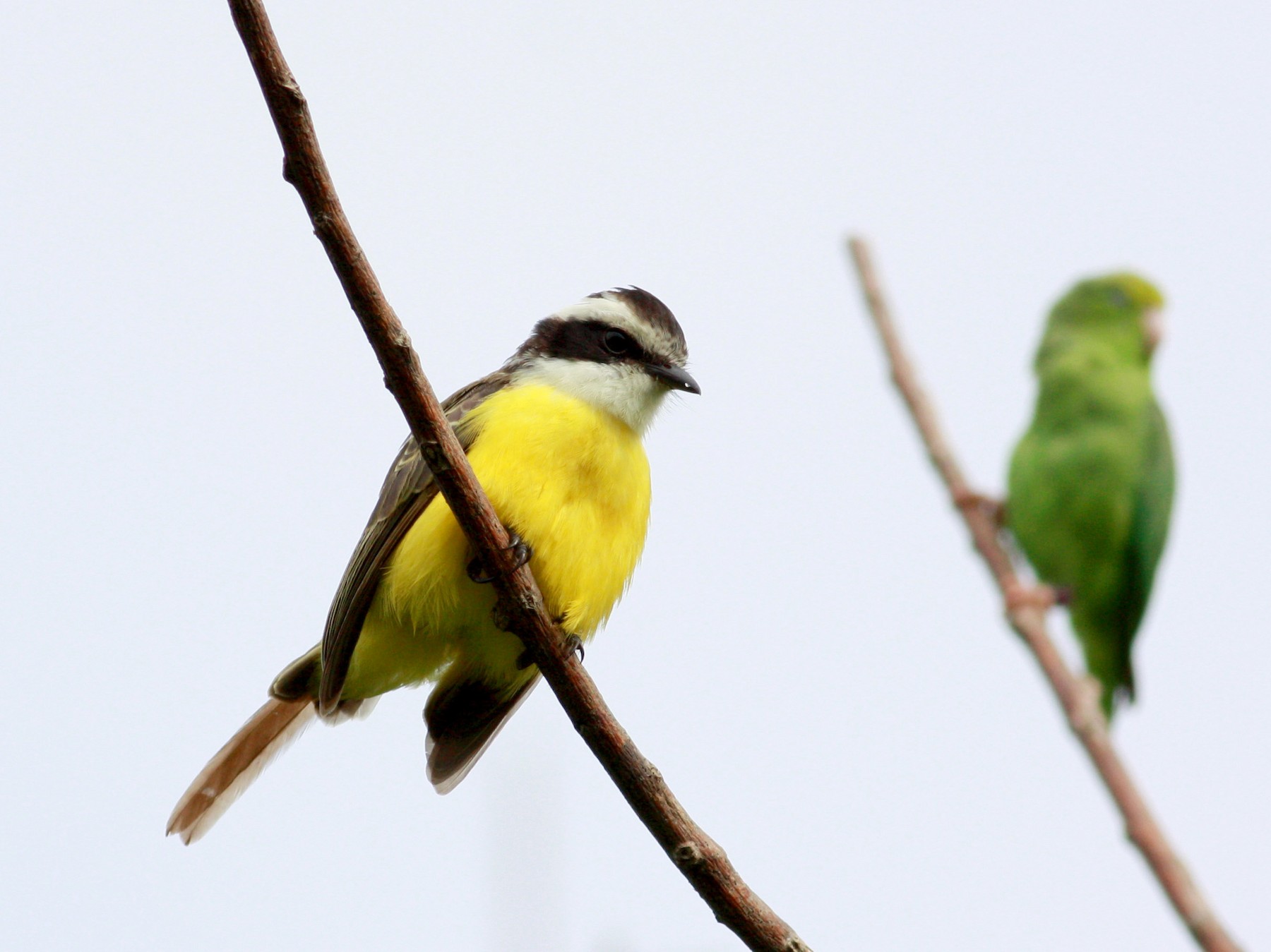 White-bearded Flycatcher - eBird