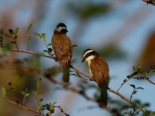 White-bearded Flycatcher - eBird