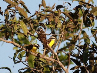 White-bearded Flycatcher - eBird