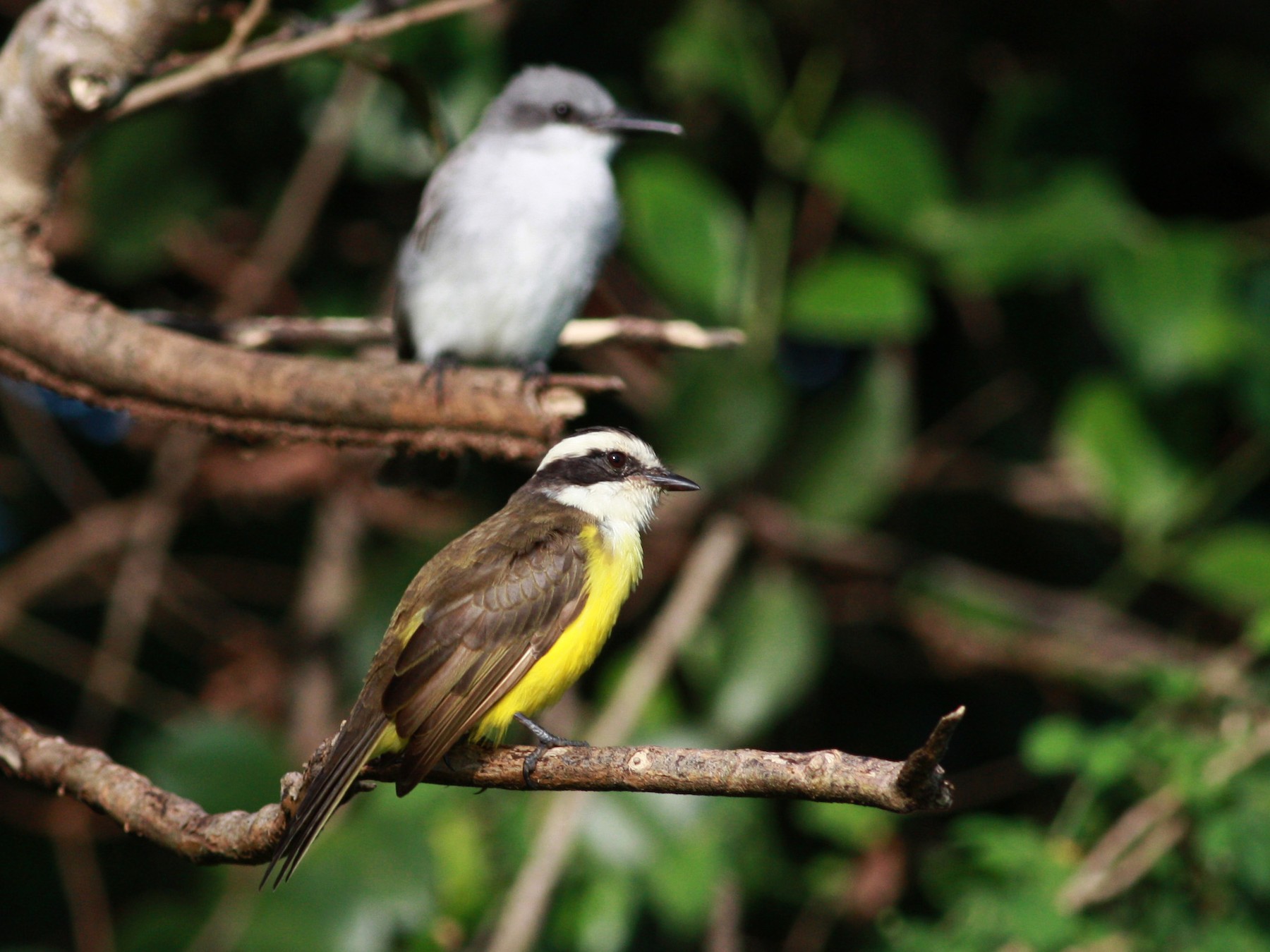 White-bearded Flycatcher - eBird