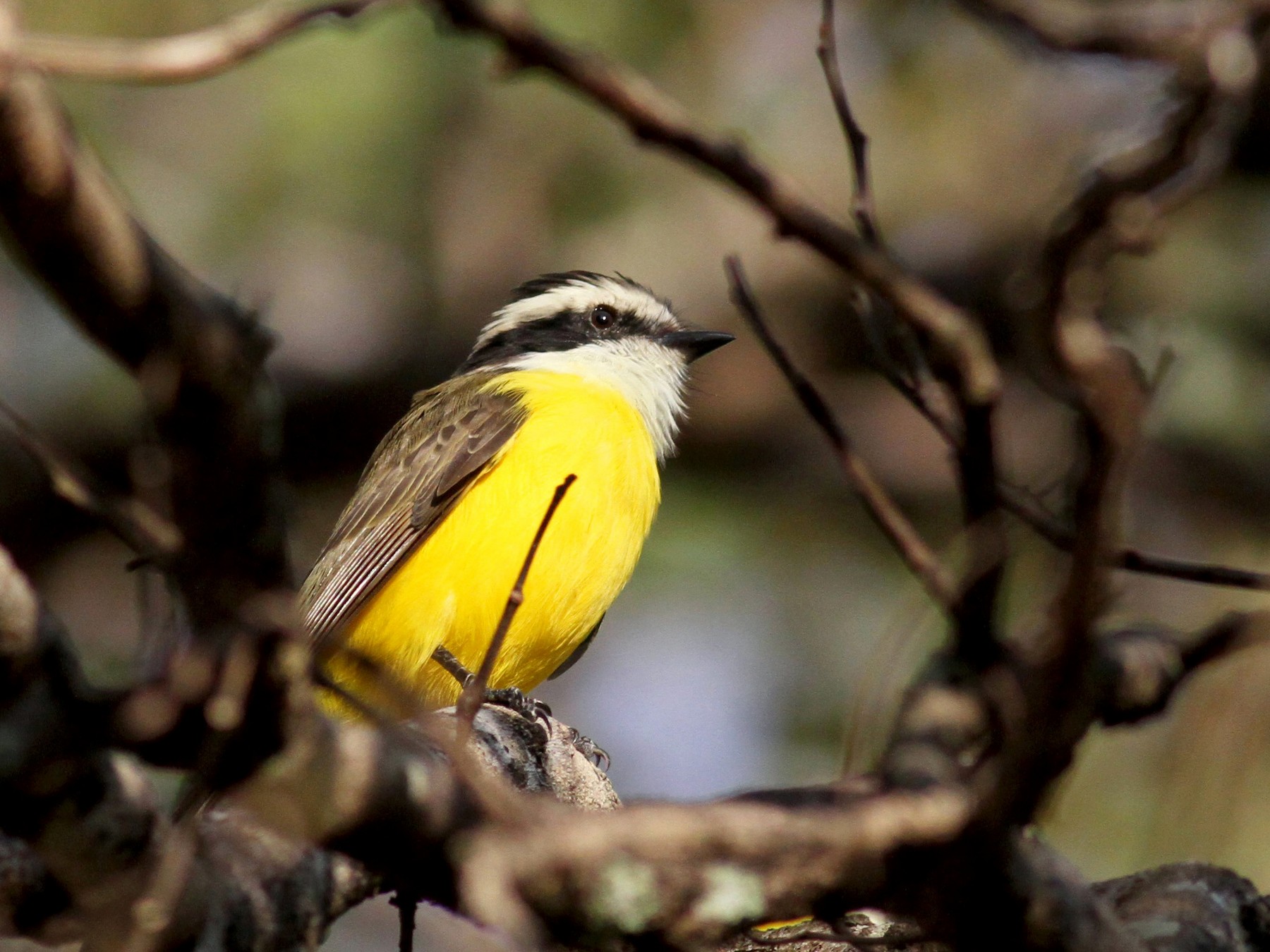 White-bearded Flycatcher - eBird