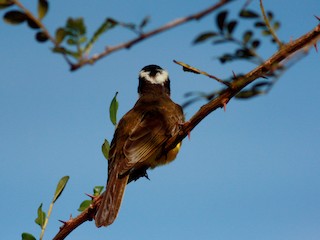 White-bearded Flycatcher - eBird