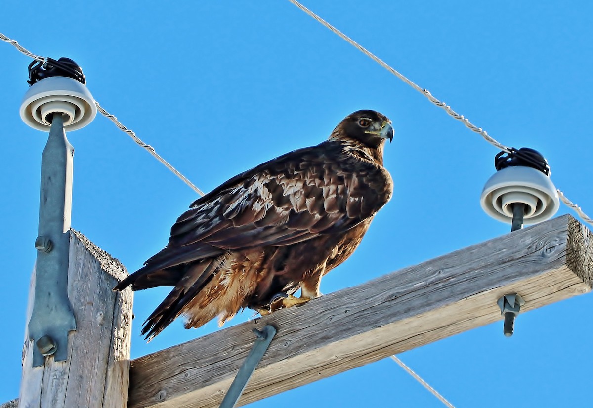 Golden/Bald Eagle - eBird